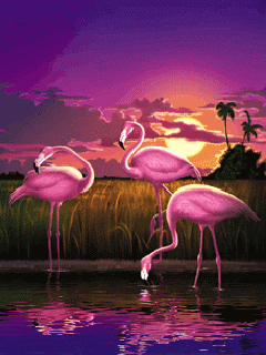 pink flamingos (in Animated GIFs)