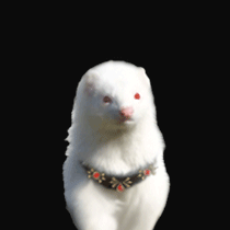 Ferret...Can Bite (in Animated GIFs)